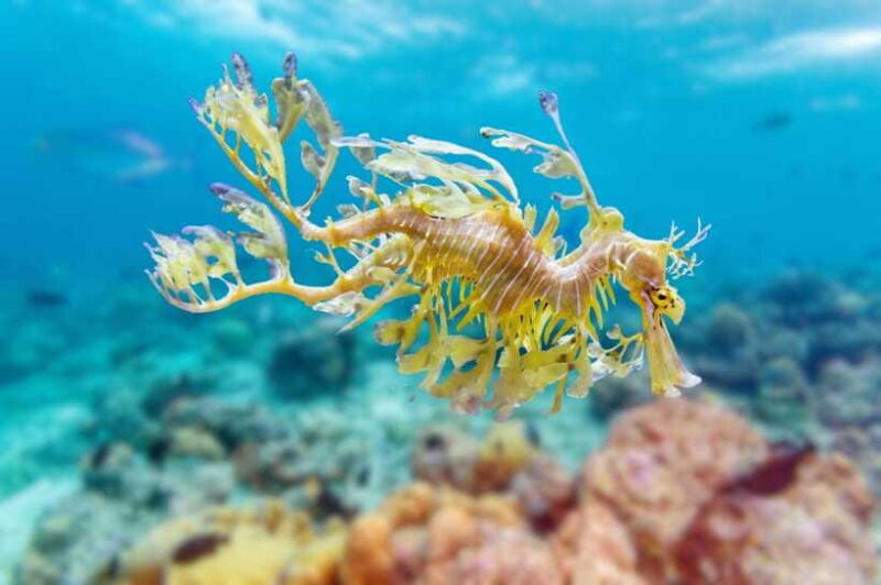 Try Scuba Diving in Racha Yai/noi: 2 Dives for Non-Certified - FAQ