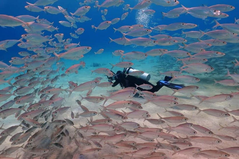 Try Scuba Diving in Racha Yai/noi: 3 Dives for Non-Certified - Pricing and Value
