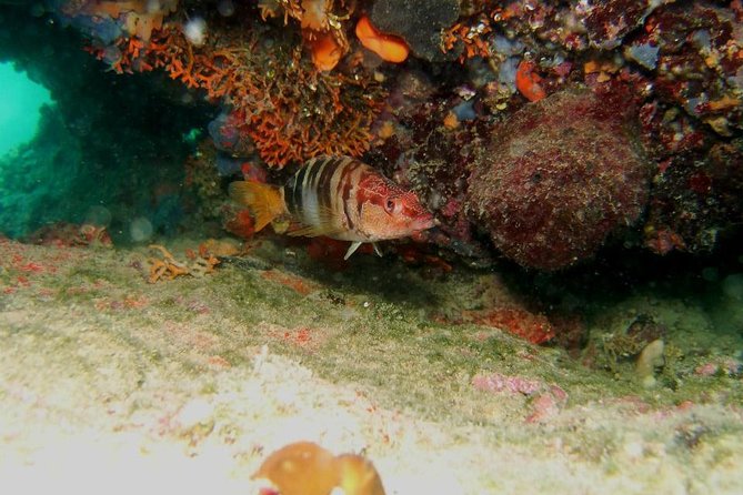 Try Scuba Diving in Split - Beginner-Friendly Scuba Diving Course