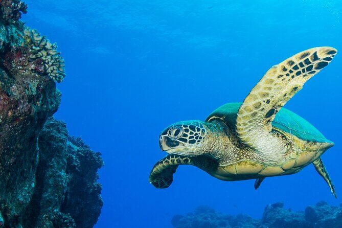 Try Scuba Diving on Kauai with Sea Turtles - Summary
