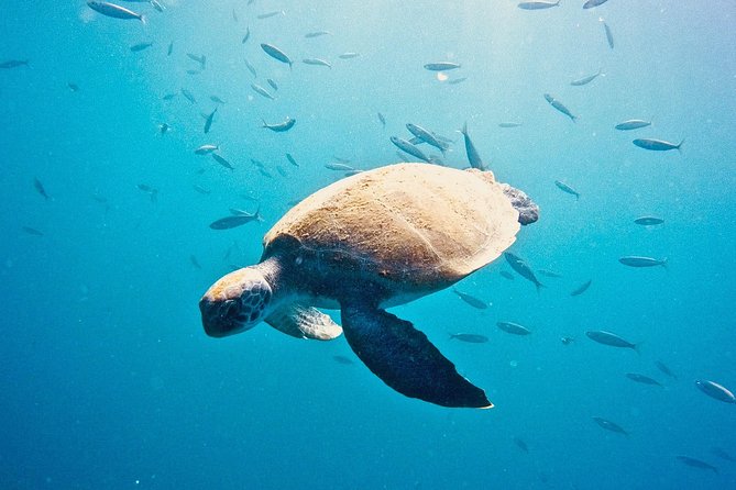 TRY SCUBA DIVING With a Dedicated Instructor - Safety and Accessibility Considerations