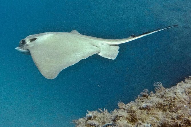 TRY SCUBA DIVING With a Dedicated Instructor - Meeting and Logistics Information