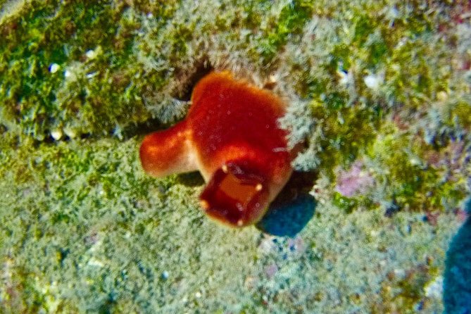 TRY SCUBA DIVING With a Dedicated Instructor - What to Expect During the Dive