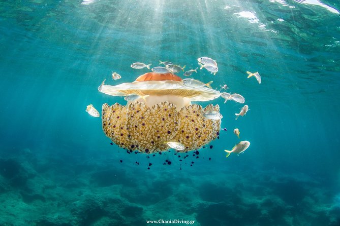 Try Scuba in Crete With Free Certification and Underwater Photos - Key Points