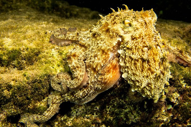 Try Scuba in Crete With Free Certification and Underwater Photos - Transfer Services