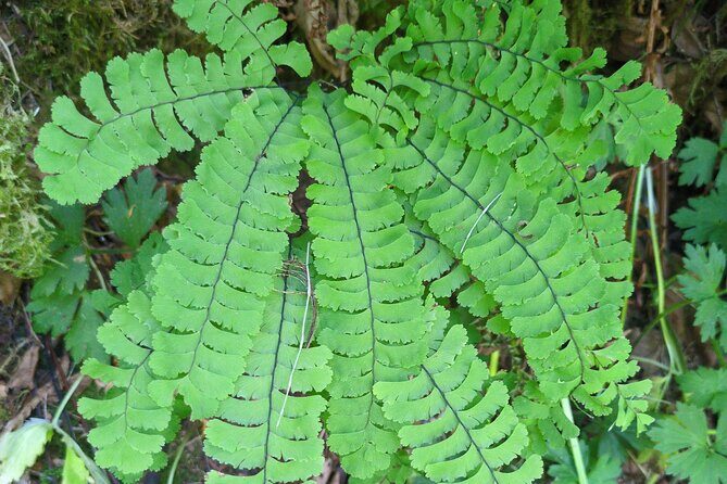 Tryon Creek Eco-tour With a Master Naturalist - FAQ