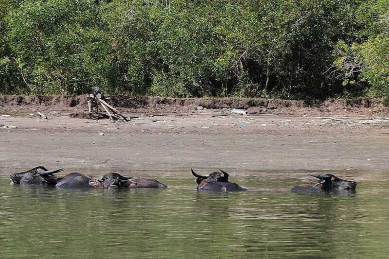 Tuaran, Sabah: Mengkabong Paradise - FAQ