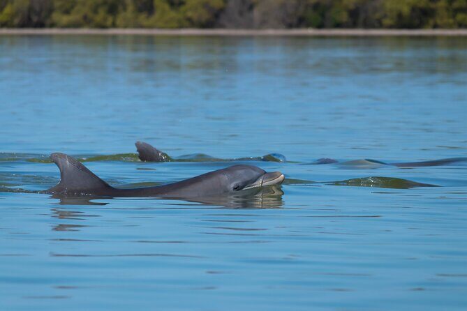 Tubing and Dolphins with Up to 12 Guests - Introduction