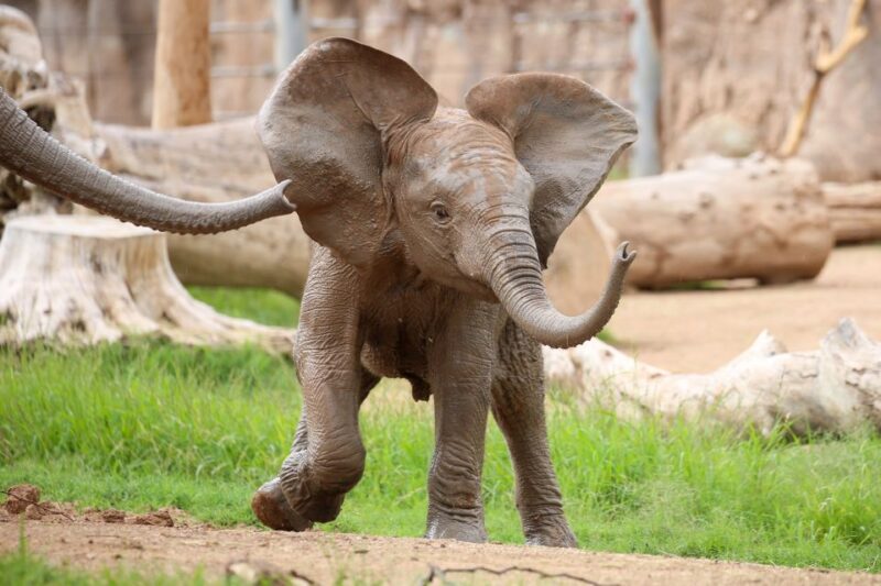 Tucson: Southern Arizona Attractions Discount Pass - What You Can Expect with the Tucson: Southern Arizona Attractions Discount Pass