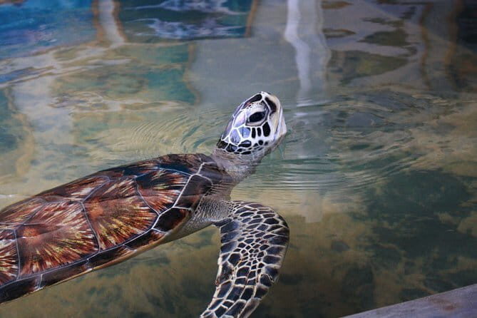 Tuk Tuk Rent In Sri Lanka - The Benefits of Renting a Tuk Tuk