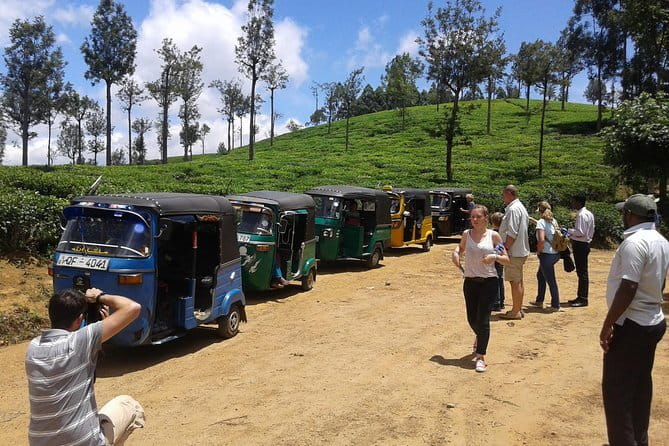 Tuk Tuk safari and Picnic in The Tea Plantation from Ella,Haputale & Bandarawela - Learning About Tea Cultivation and Processing