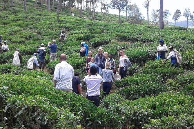 Tuk Tuk safari and Picnic in The Tea Plantation from Ella,Haputale & Bandarawela - Who Will Love This Tour?