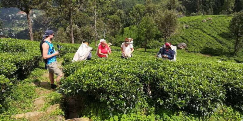 Tuk-Tuk Safari Liptons seat,Tea Fields Hike,TeaFactory Tour - Key Points