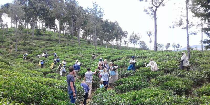 Tuk-Tuk Safari Liptons seat,Tea Fields Hike,TeaFactory Tour - FAQ