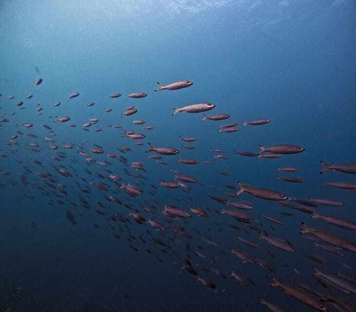 Tulamben Liberty Wreck 3 dives daytrip from South Bali - The Sum Up: Is It Worth It?