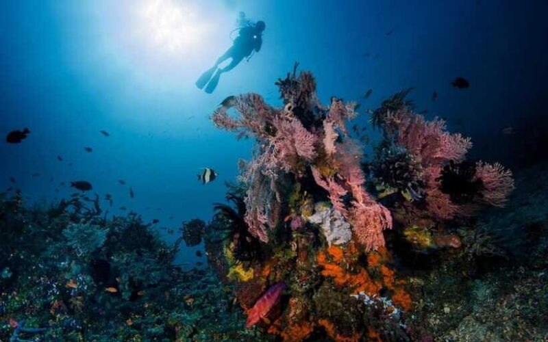 Tulamben: Underwater Paradise Scuba Diving Experience - Practical Aspects of the Tour