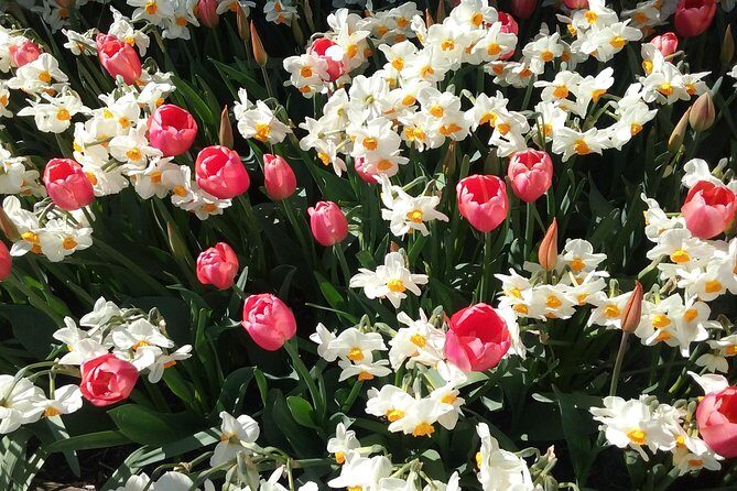 Tulip Festival and Skagit Valley Tour - Key Points