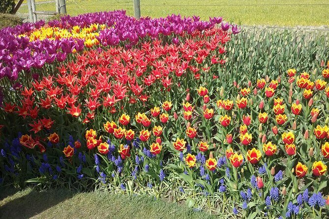 Tulip Festival and Skagit Valley Tour - Who Will Love This Tour?