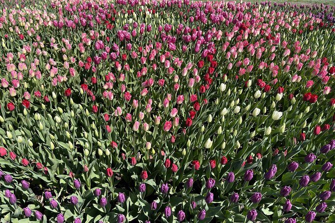 Tulip Festival in Skagit Valley Tour from Seattle - Final Thoughts