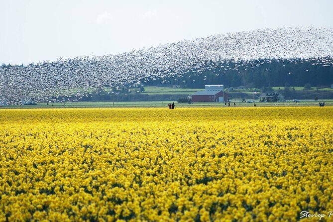 TULIP Festival @ Skagit Valley, La Conner & Deception Pass in SUV - Frequently Asked Questions