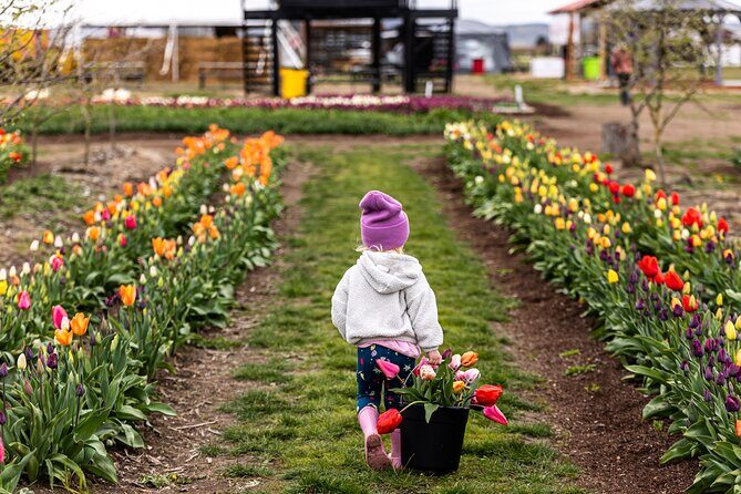 Tulip Valley Farms U Pick Experience - What to Expect from the Tulip Valley Farms U-Pick Experience