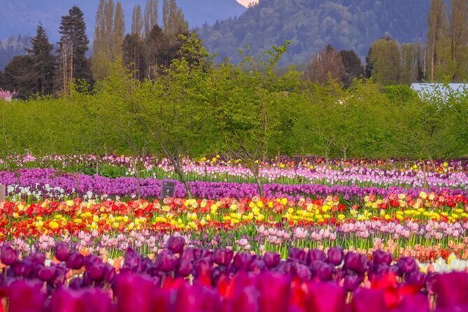 Tulip Valley Farms U Pick Experience - Practical Tips for Visitors