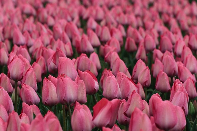 Tulipfields of Holland Tour - Scenic Travel and Comfortable Transportation