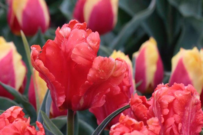 Tulipfields of Holland Tour - Included Amenities and Dining Experiences