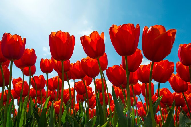 Tulipfields of Holland Tour - Traveler Feedback and Ratings