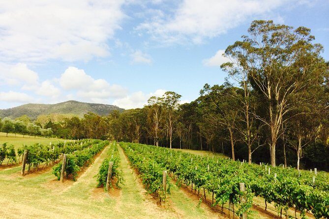 Tulloch Wines- Mystery Wine Tasting Experience with Local Cheese and Charcuterie - Authentic Reviews: What Visitors Say