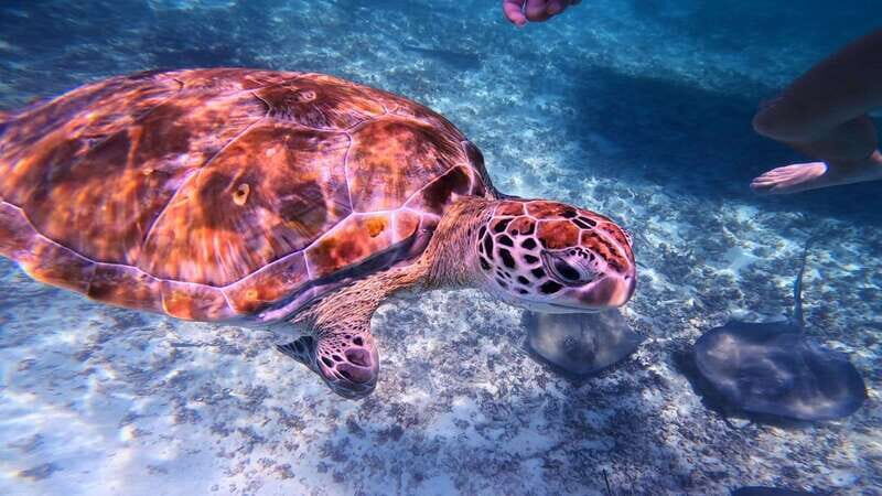 Tulum: 2-Hour Snorkeling in Two Spots of Tulum's Reef - An Honest Look at the Experience