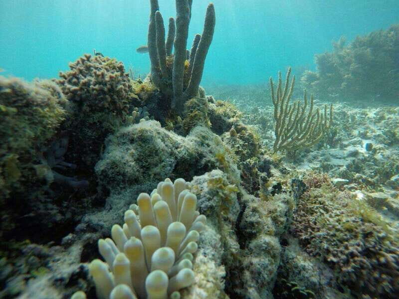 Tulum: 2 spot Reef Snorkel 1 hour 30 minutes - Authenticity and Personal Touches
