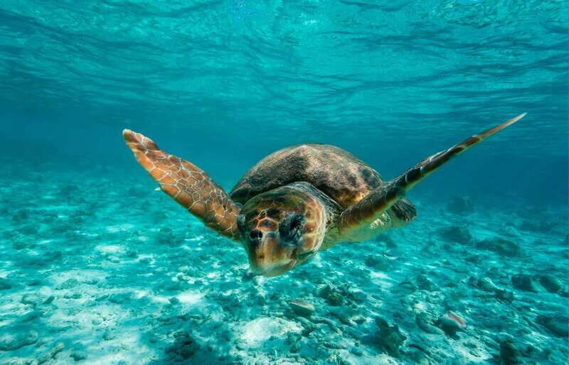 Tulum: 2 spot Reef Snorkel 1 hour 30 minutes - Authentic Experiences and Local Flair