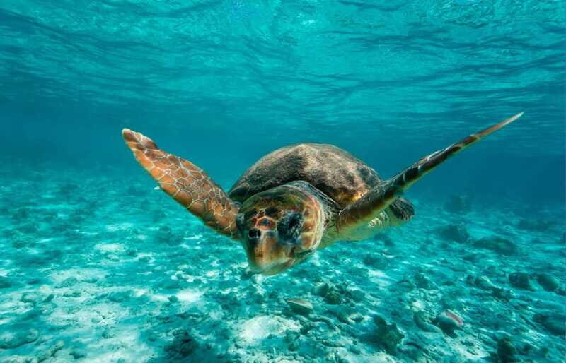 Tulum: 2 spot Reef Snorkel 1 hour 30 minutes - Final Thoughts: Is This Tour Worth It?
