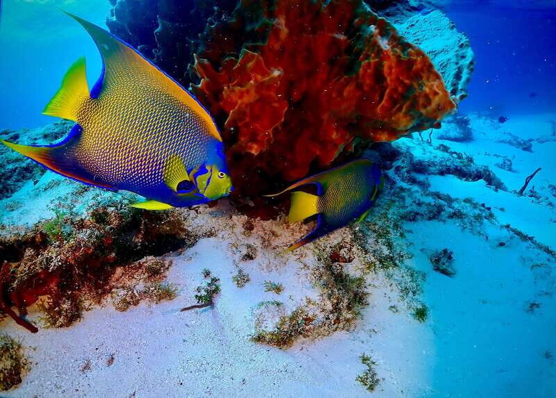 Tulum: 2 Tank Reef Diving - Exploring the Itinerary in Detail