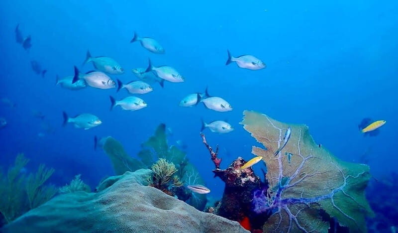 Tulum: 2 Tank Reef Diving - What Makes This Tour Stand Out