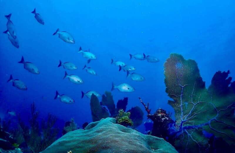 Tulum: 2 Tank Reef Diving - Practical Considerations