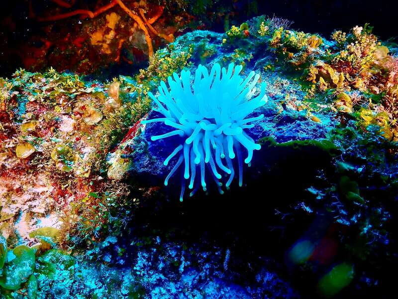 Tulum: 2 Tank Reef Diving - The Sum Up: Is It Worth It?