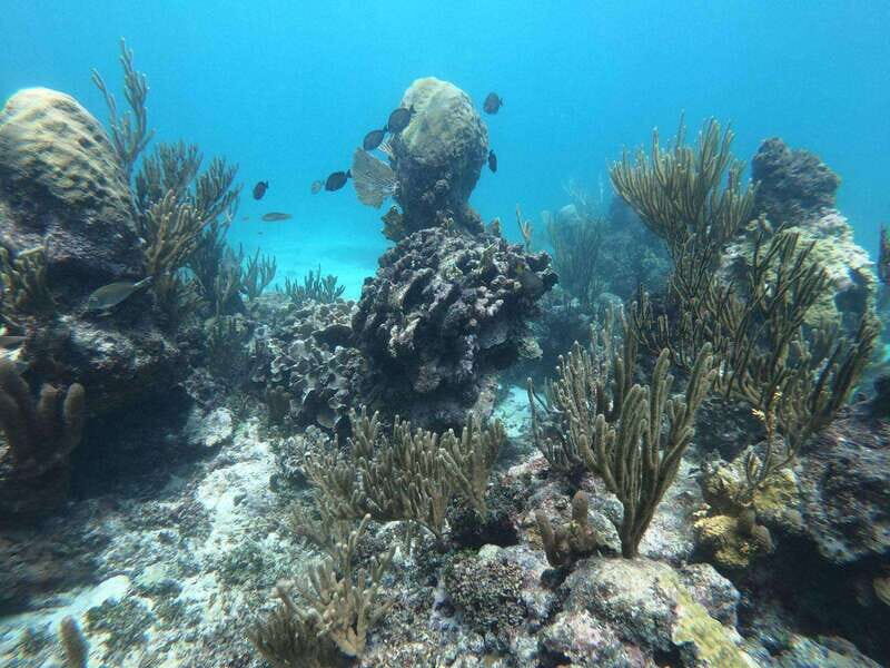 Tulum: 3 hour Snorkel & sailing experience - FAQ