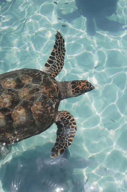 Tulum, 4 Cenotes, Playa del Carmen - A Deep Dive into the Tour