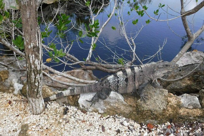 Tulum Adventure (Private, Full Day) - Who Will Love This Tour?