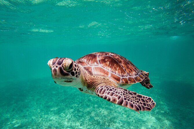 Tulum & Akumal: Swim with Turtles from Riviera Maya - An In-Depth Look at the Tour