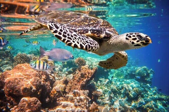 Tulum Area Experiences Guided Snorkeling Tour - Casa Cenote + Ocean Reef & Lunch - The Bottom Line: Who Should Consider This Tour?