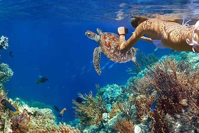 Tulum Area Experiences Guided Snorkeling Tour - Casa Cenote + Ocean Reef & Lunch - FAQ