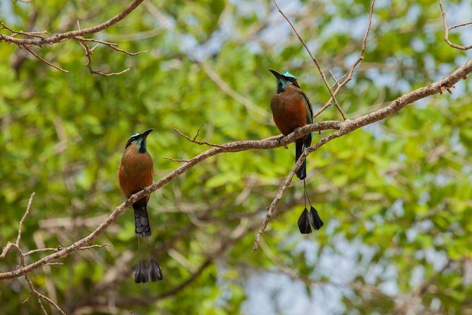 Tulum & Cenote Adventure - Who Will Love This Tour?