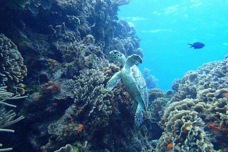 Tulum: Cozumel Cielo Snorkel Adventure from Cancun - FAQ