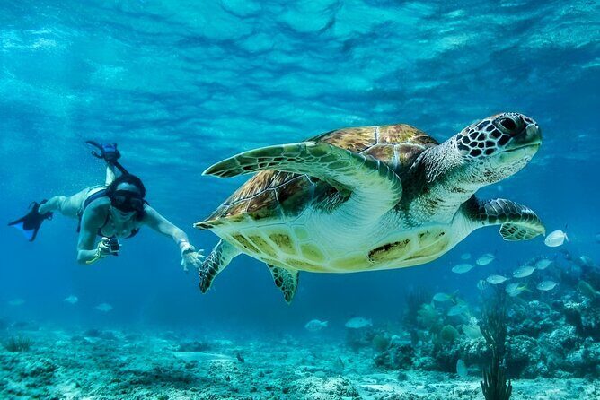 Tulum Mayan Ruins and Snorkeling with Turtles at Akumal - Final Thoughts: Is It Worth It?