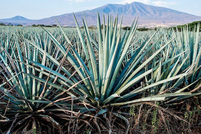 Tulum Mezcal Tasting - Concluding Thoughts