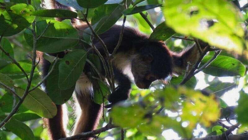 Tulum: Monkey Sanctuary Adventure - An Authentic Taste of the Jungle and Culture