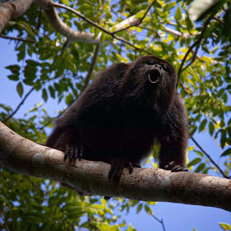 Tulum: Monkey Sanctuary Adventure - Practical Considerations and Suitability